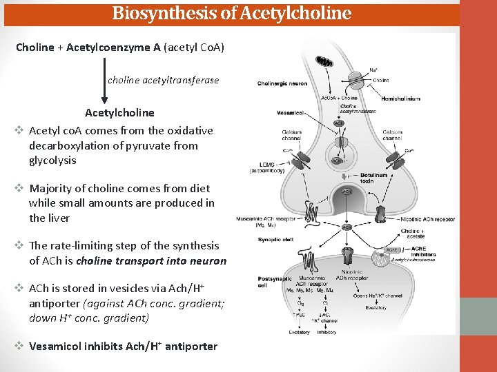 CNS Neurotransmitters Basis of Drug Action in the