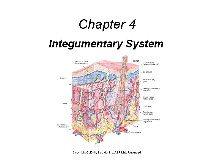 Chapter 4 Integumentary System Copyright 2018 Elsevier Inc