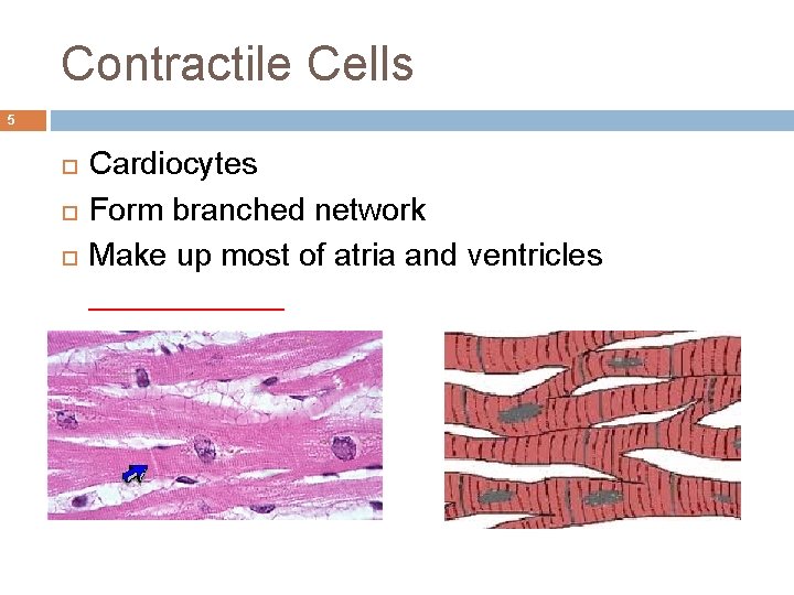 1 CHAPTER 20 THE HEART BIO 211 Lecture