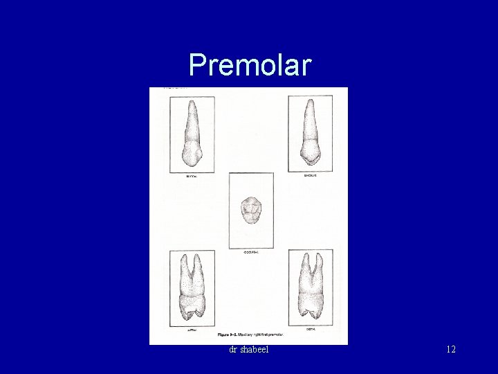 Dental Anatomy dr shabeel 1 Nomenclature Maxilla Mandible