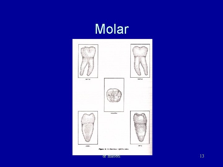 Dental Anatomy dr shabeel 1 Nomenclature Maxilla Mandible