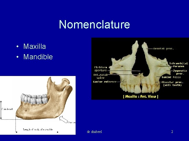 Dental Anatomy dr shabeel 1 Nomenclature Maxilla Mandible