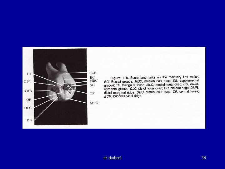 Dental Anatomy dr shabeel 1 Nomenclature Maxilla Mandible