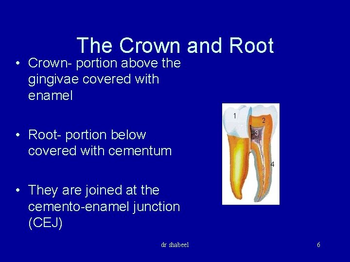 Dental Anatomy dr shabeel 1 Nomenclature Maxilla Mandible