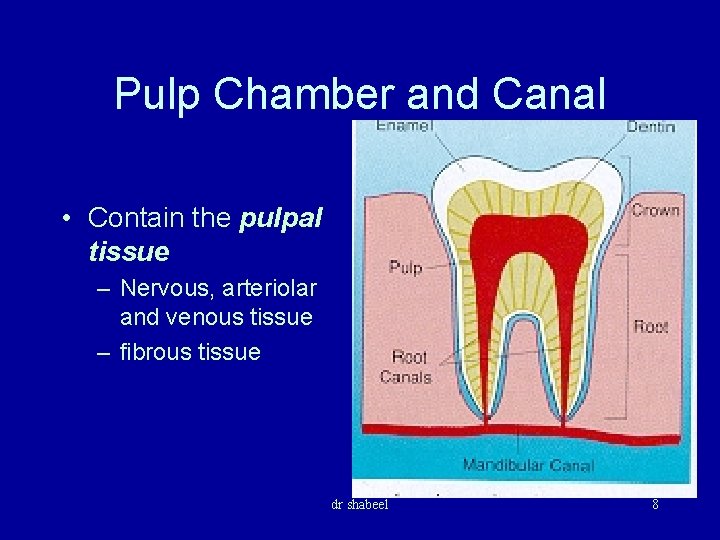 Dental Anatomy dr shabeel 1 Nomenclature Maxilla Mandible