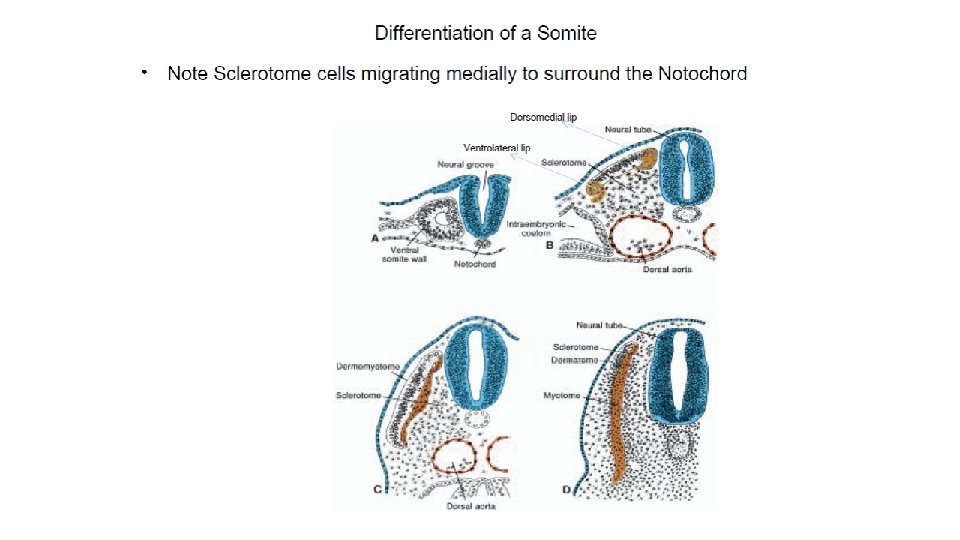 DEVELOPMENT OF SKELETAL MUSCLES Paraxial mesoderm Gives rise