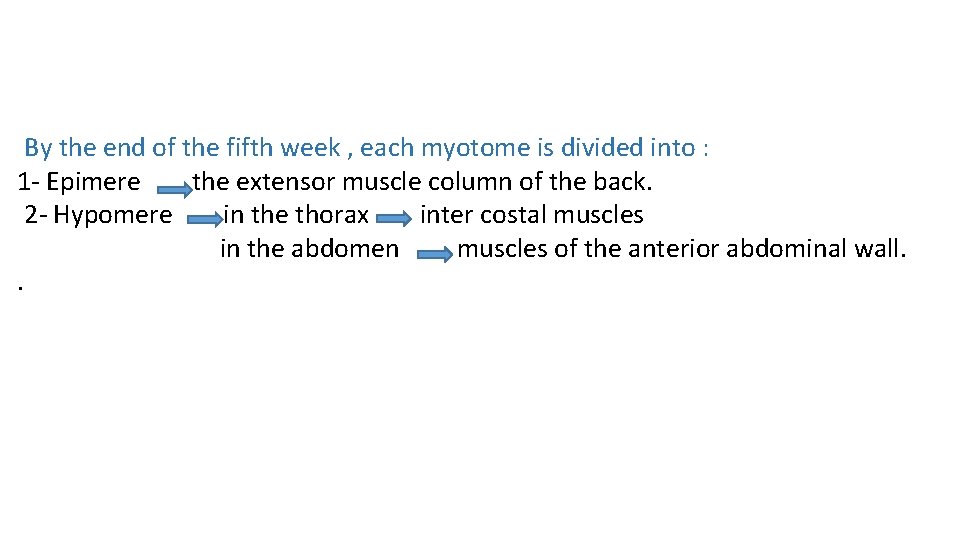 DEVELOPMENT OF SKELETAL MUSCLES Paraxial mesoderm Gives rise