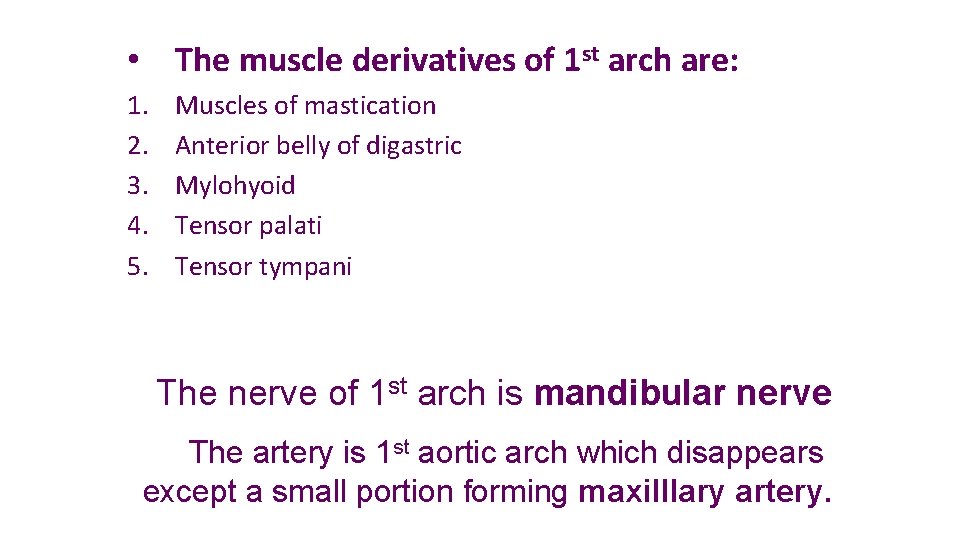 DEVELOPMENT OF SKELETAL MUSCLES Paraxial mesoderm Gives rise