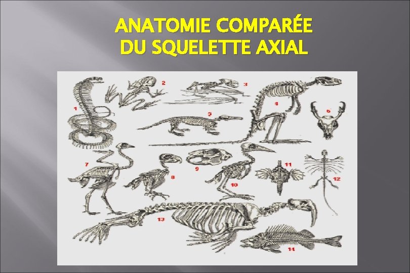 ANATOMIE COMPARE DU SQUELETTE AXIAL La partie essentielle