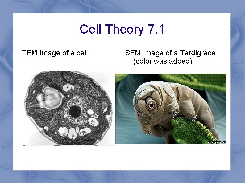 Cell Theory 7 1 Questions of the day