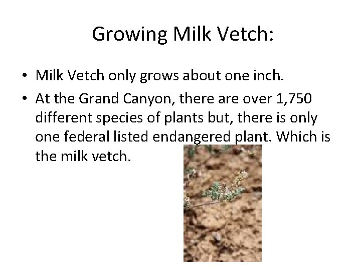Conservation Of Sentry Milk Vetch By Brianna Huerta