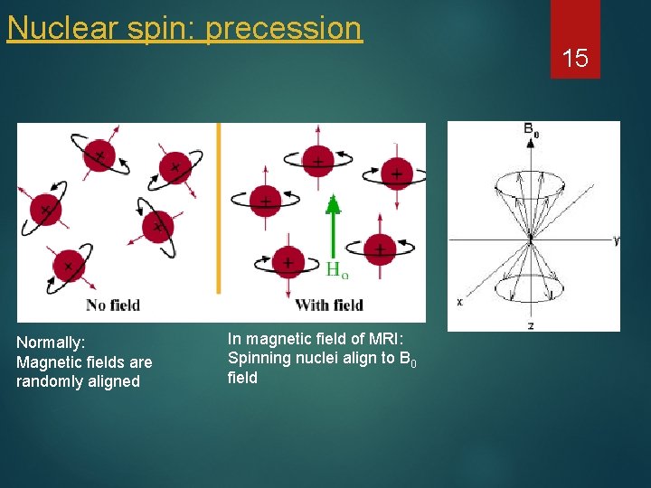 ZephyrScience Photo Library Basis of the BOLD signal