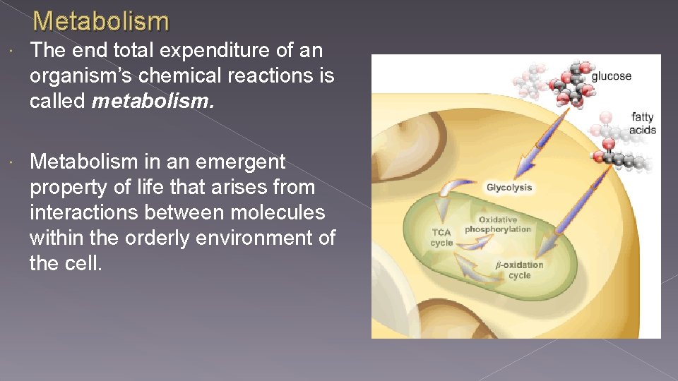 Chapter 8 Metabolism 8 1 8 5 8
