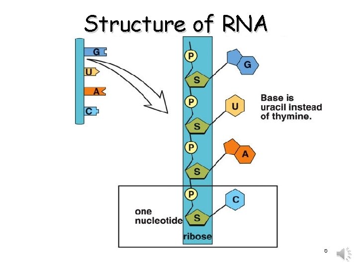 PROTEIN SYNTHESIS Unit 5 Part 2 Mag BioChapter