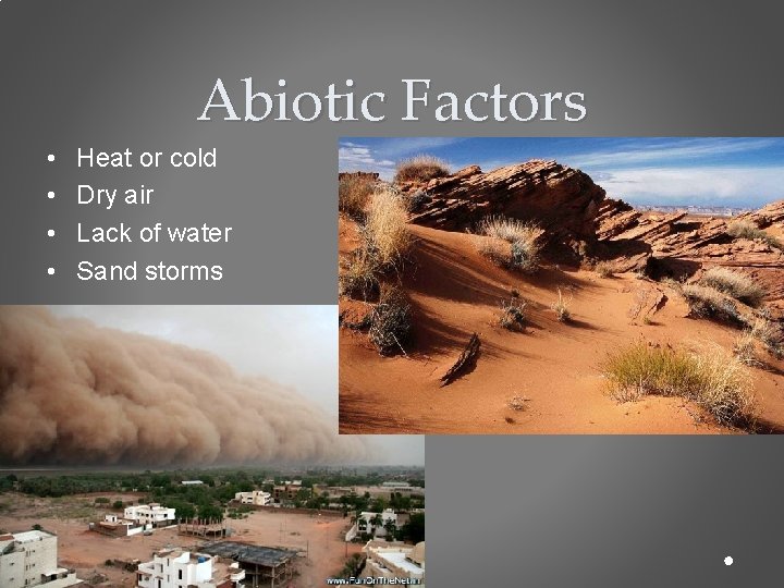 Desert Where is this biome Near the equator