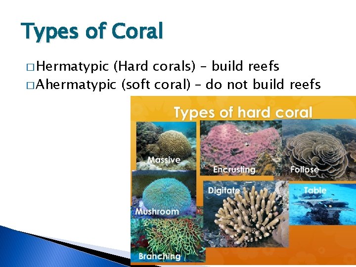 Coral Reefs and Lagoons Section 5 What are