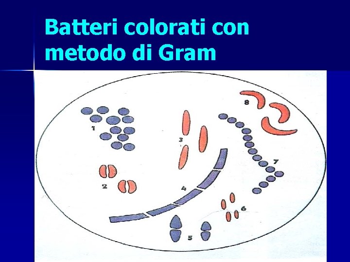 La cellula batterica procariotica n Cocchi di forma