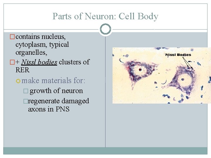 Fundamentals of the Nervous System HONORS ANATOMY PHYSIOLOGY
