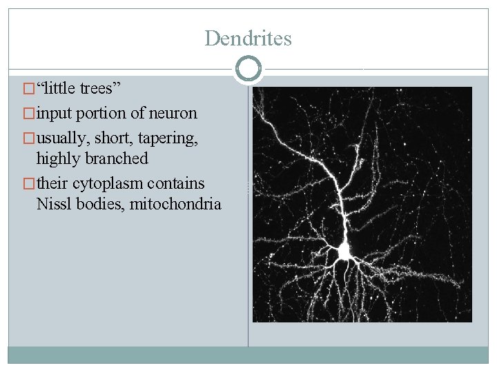 Fundamentals of the Nervous System HONORS ANATOMY PHYSIOLOGY