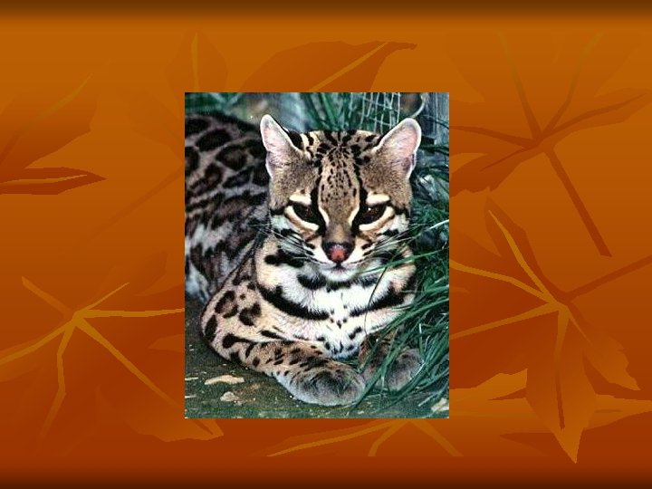 The Ocelot An Endangered Species BY Zhara Marcelle