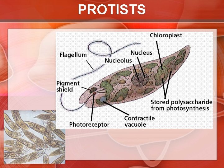 PROTISTS PROTISTS COMMON EXAMPLES Amoeba paramecium euglena volvox