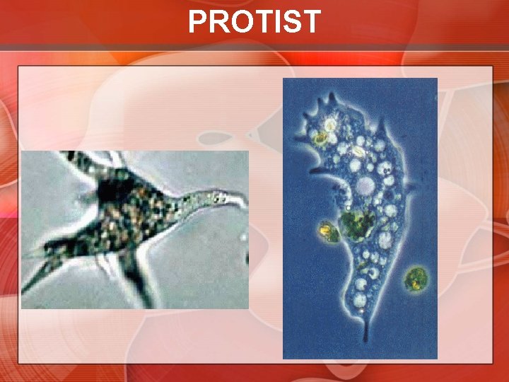 PROTISTS PROTISTS COMMON EXAMPLES Amoeba paramecium euglena volvox