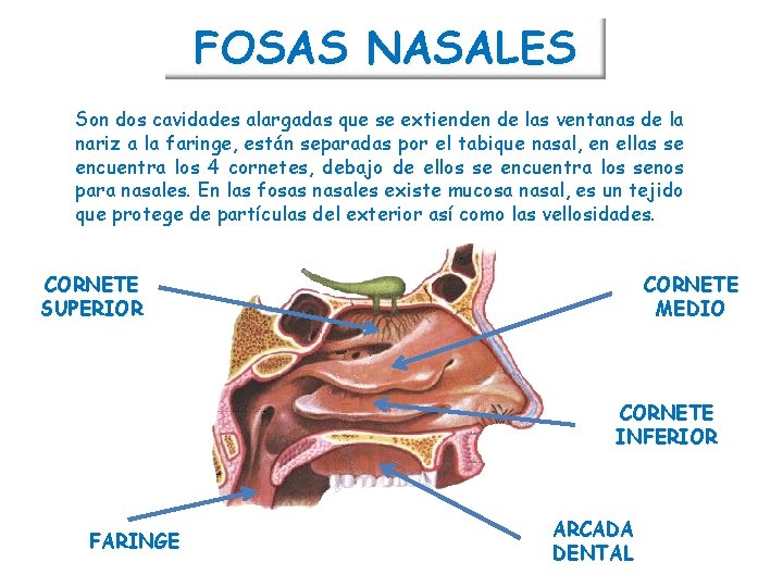 APARATO RESPIRATORIO ANATOMIA El aparato respiratorio esta constituido