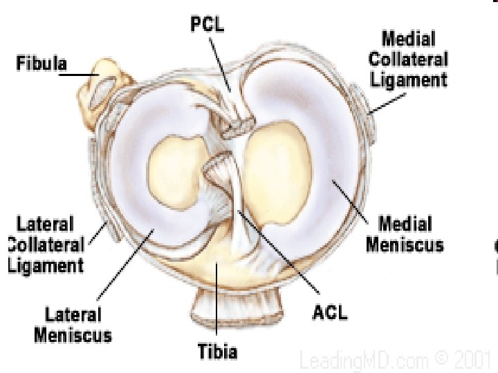 Medial meniscus injury Function of menisci Acts as