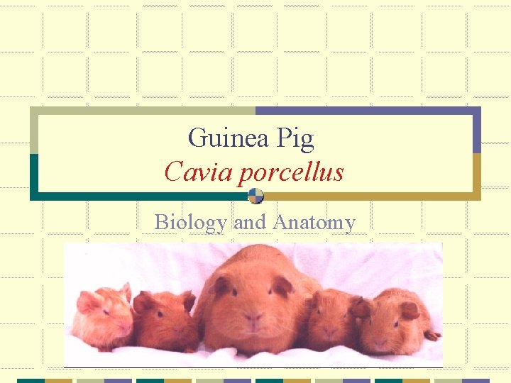 Guinea Pig Cavia porcellus Biology and Anatomy Origin