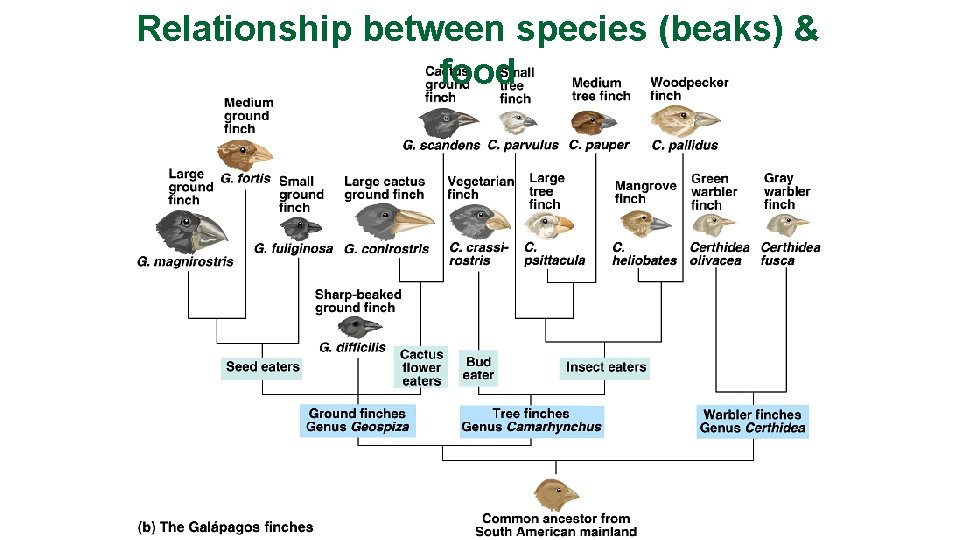 Directions 5218 n Get out your big Natural