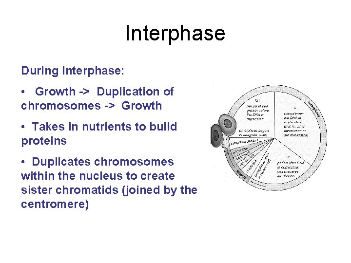 Cell Cycle and Cell Division BIG PICTURE Mitosis