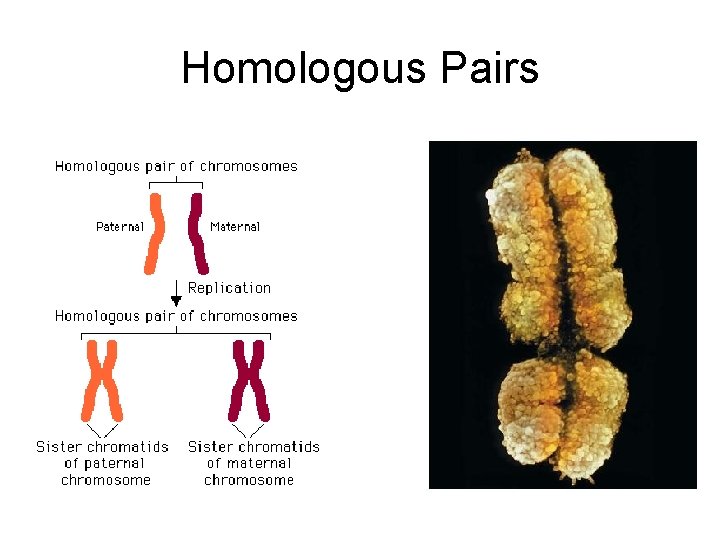Cell Cycle and Cell Division BIG PICTURE Mitosis