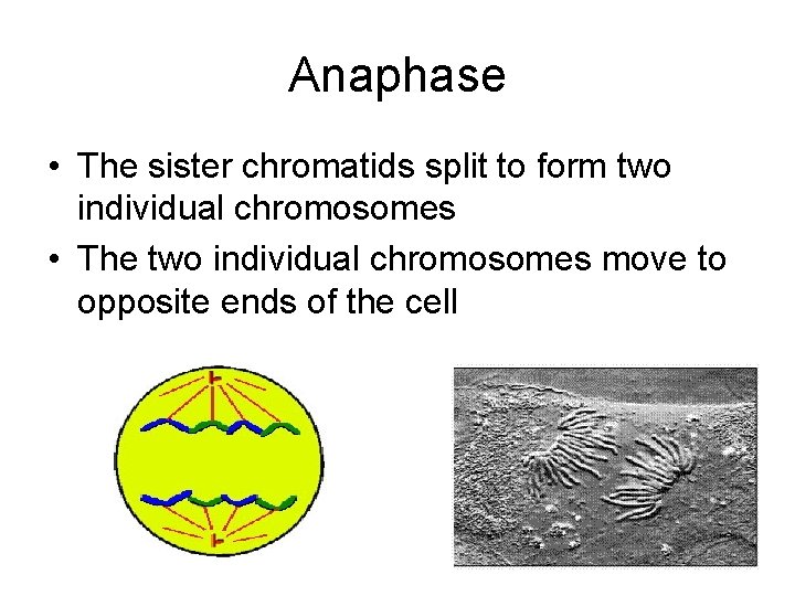 Cell Cycle and Cell Division BIG PICTURE Mitosis