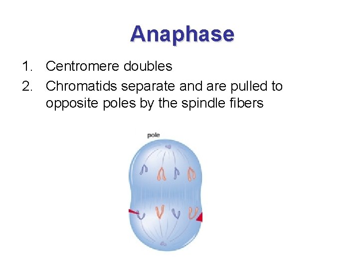 Cell Cycle and Cell Division BIG PICTURE Mitosis