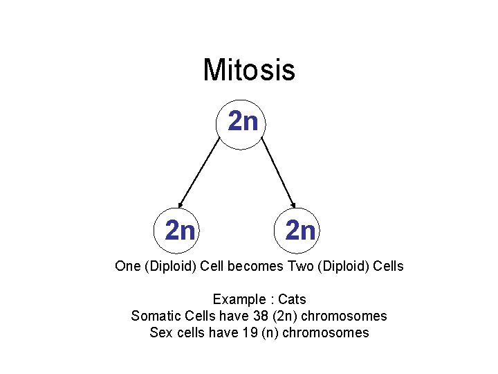 Cell Cycle and Cell Division BIG PICTURE Mitosis