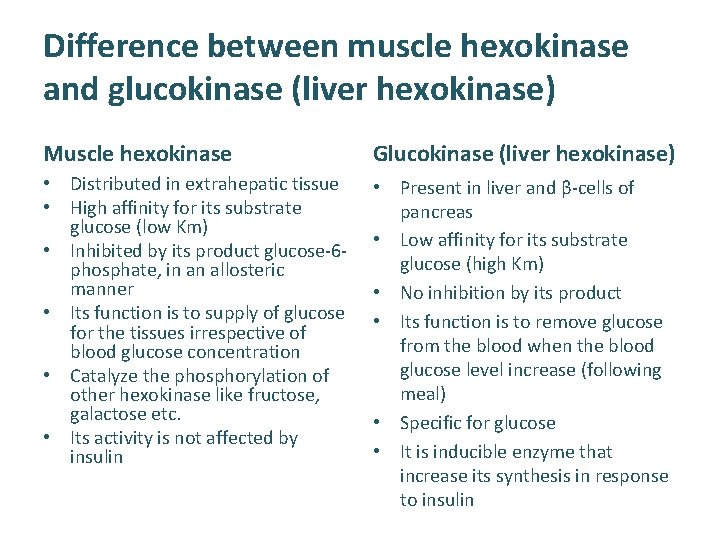 Difference between muscle hexokinase and glucokinase liver hexokinase