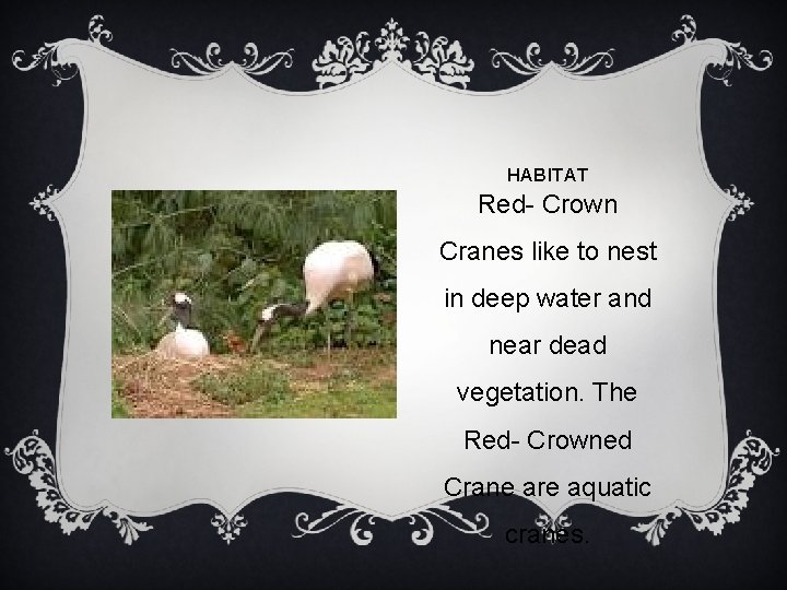 THE REDCROWNED CRANE By Madelynn Decker Alexia Gracia