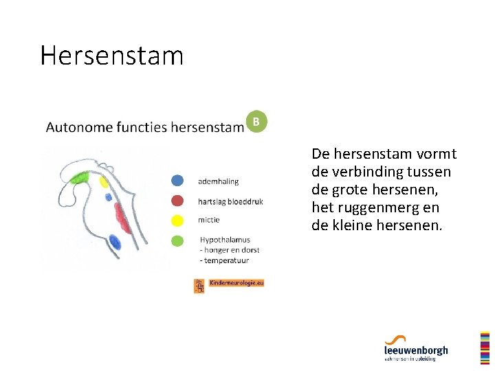 KEUZEDEEL NAH Anatomie fysiologie pathologie hersenen Inhoudsopgave ter