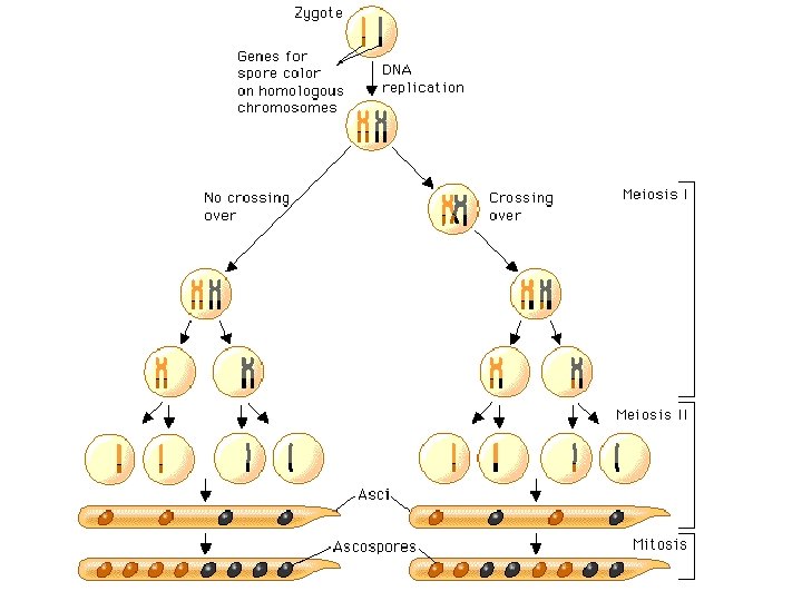 LAB 7 MITOSISMEIOSIS Slide show by Kelly RiedellBrookings