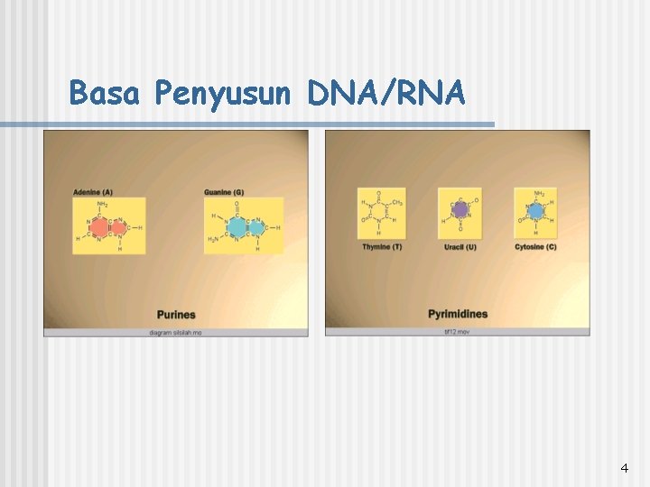 BAHAN GENETIK dan EKSPRESI GEN 1 Bahan Genetik