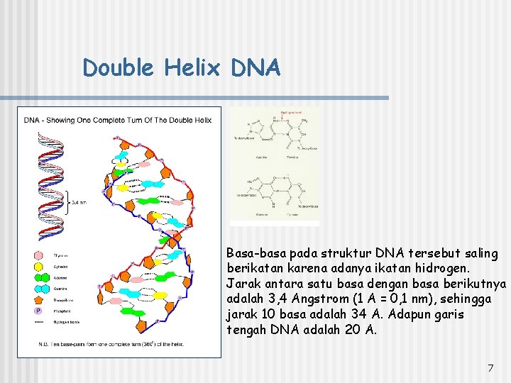 BAHAN GENETIK dan EKSPRESI GEN 1 Bahan Genetik