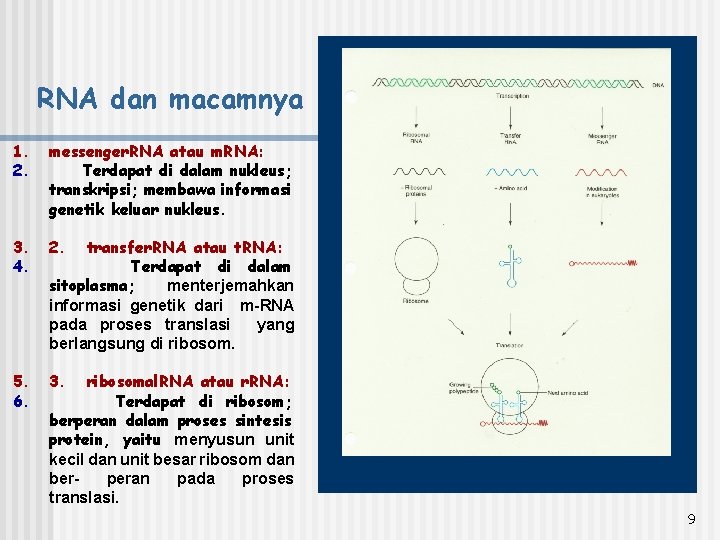 BAHAN GENETIK dan EKSPRESI GEN 1 Bahan Genetik