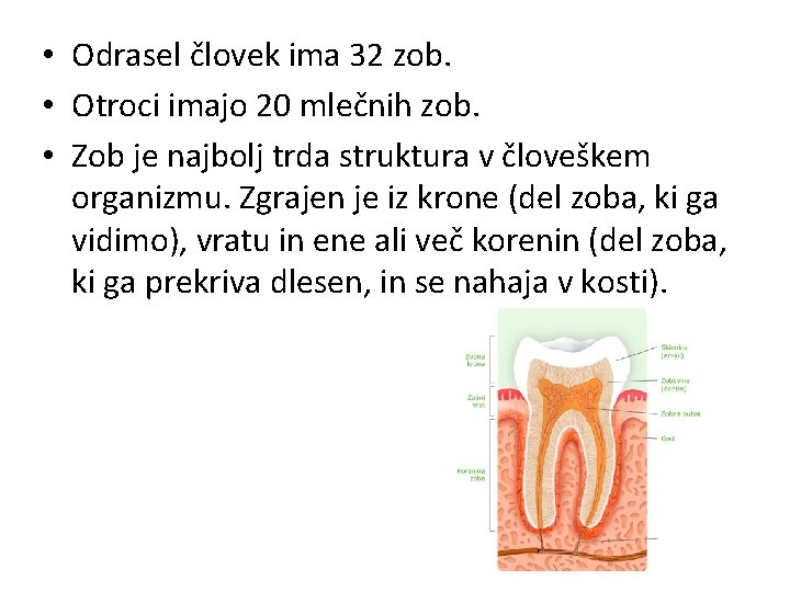 HRANA ZOBJE ZAKAJ IMAMO ZOBE Zobje so razlino