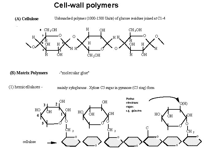Plant interactions with bacterial Pathogens Handout 1 Luis