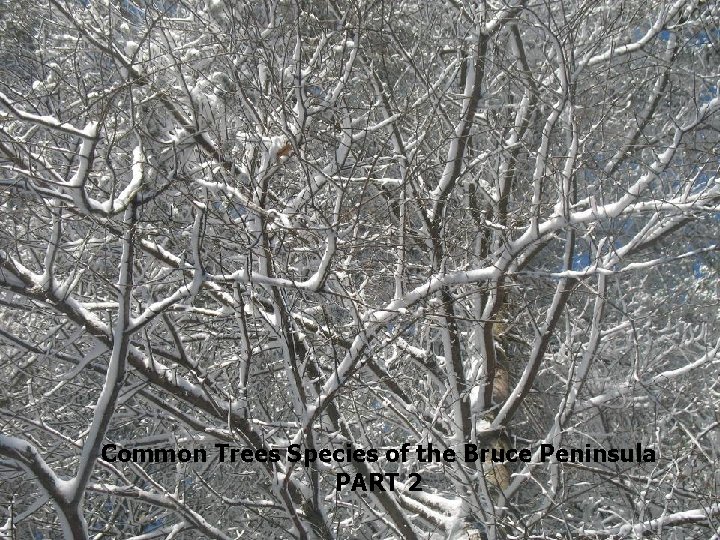 Common Trees Species of the Bruce Peninsula PART