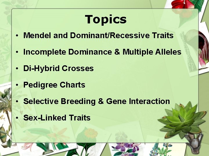 Genetics Topics Mendel and DominantRecessive Traits Incomplete Dominance