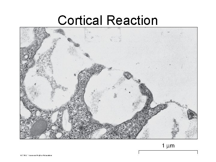 Animal Development Chapter 50 Learning Objective 1 Analyze