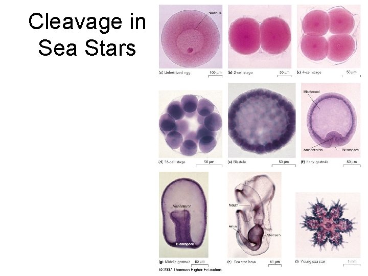Animal Development Chapter 50 Learning Objective 1 Analyze