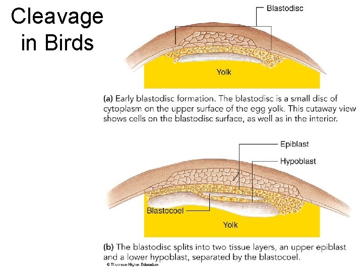 Animal Development Chapter 50 Learning Objective 1 Analyze