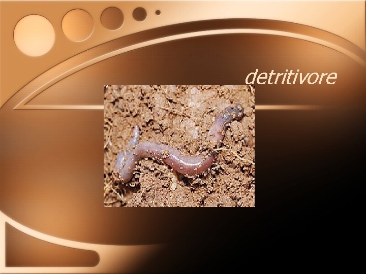 Food Relationships Food web describes the eating relationships